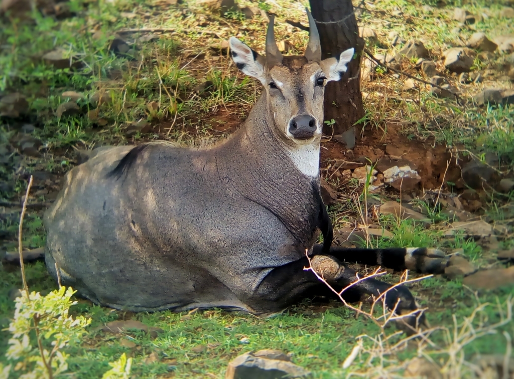 Asian Taurine-antelopes (Boselaphini) - Know Your Mammals