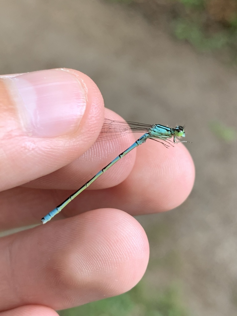 Taiga Bluet from Lebanon Hills Regional Park, Eagan, MN, US on May 21 ...