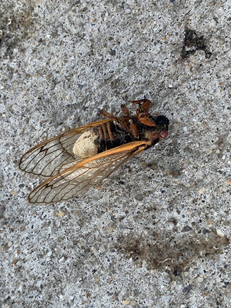 Flying saltshaker fungus from Parkland Dr, Rockville, MD, US on May 25 ...