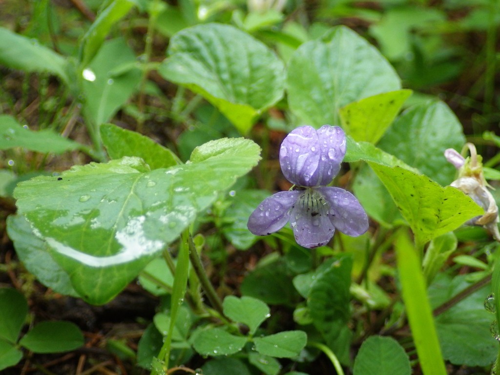hookedspur violet from Newman Lake, WA 99025, USA on May 24, 2021 at 01 ...