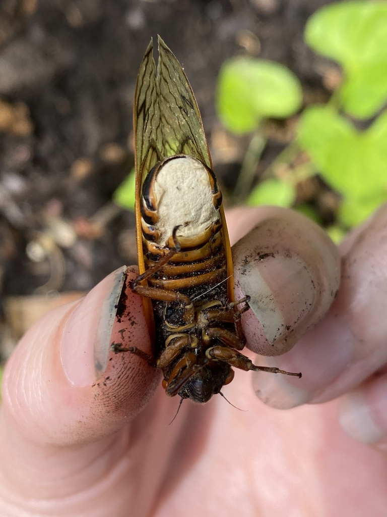 Massospora cicadina from Ritchie Rd, Crownsville, MD, US on May 26 ...