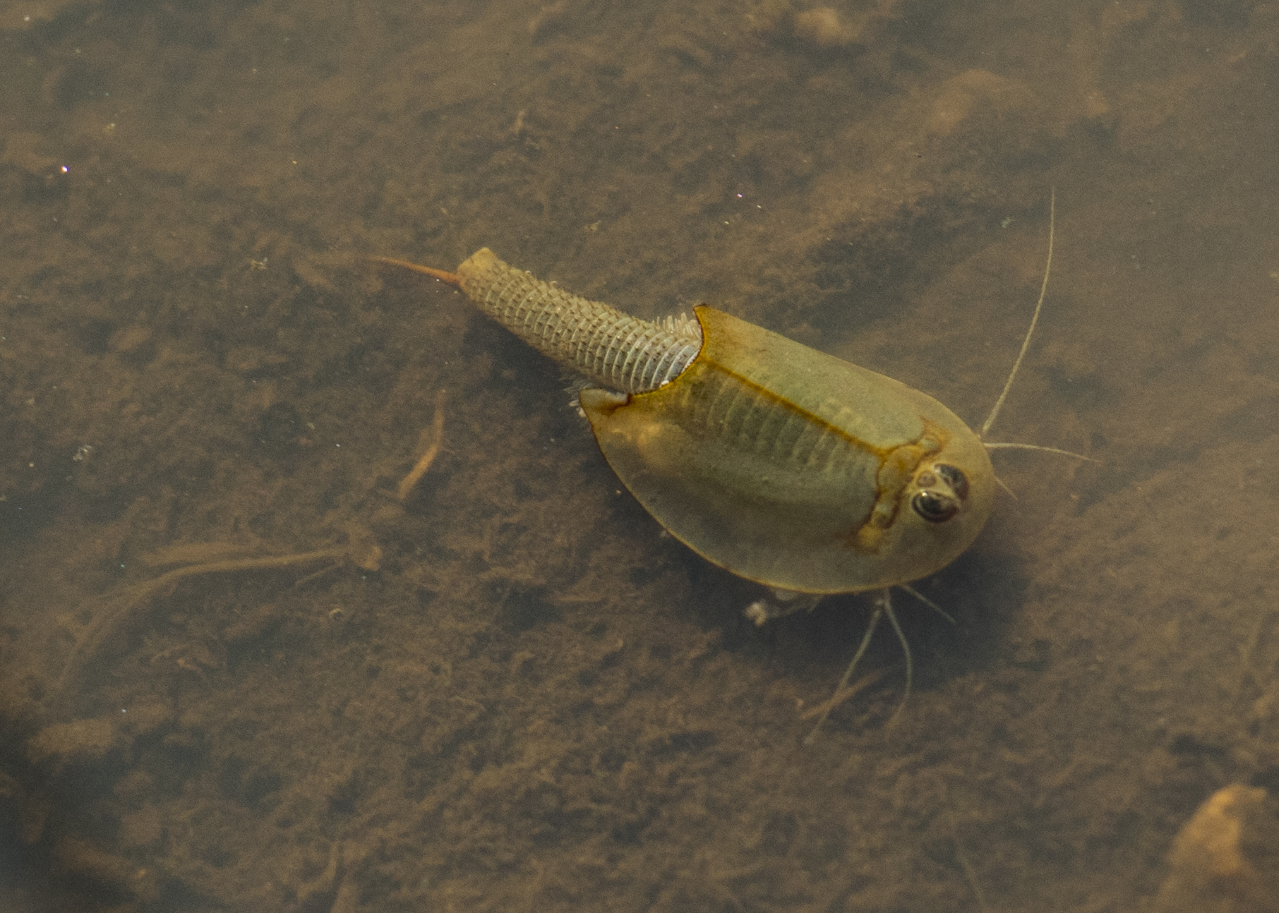 Triops granarius (Lucas, 1864)
