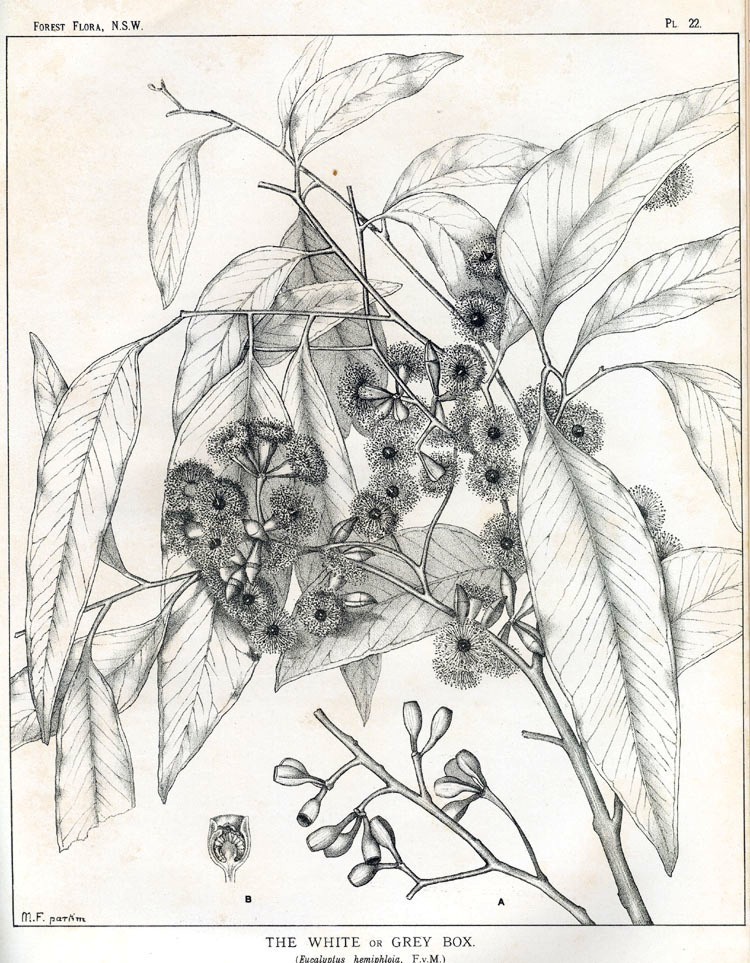 Grey Box, Gum-topped Box (Honey bee plants of Hawaii, United States ...