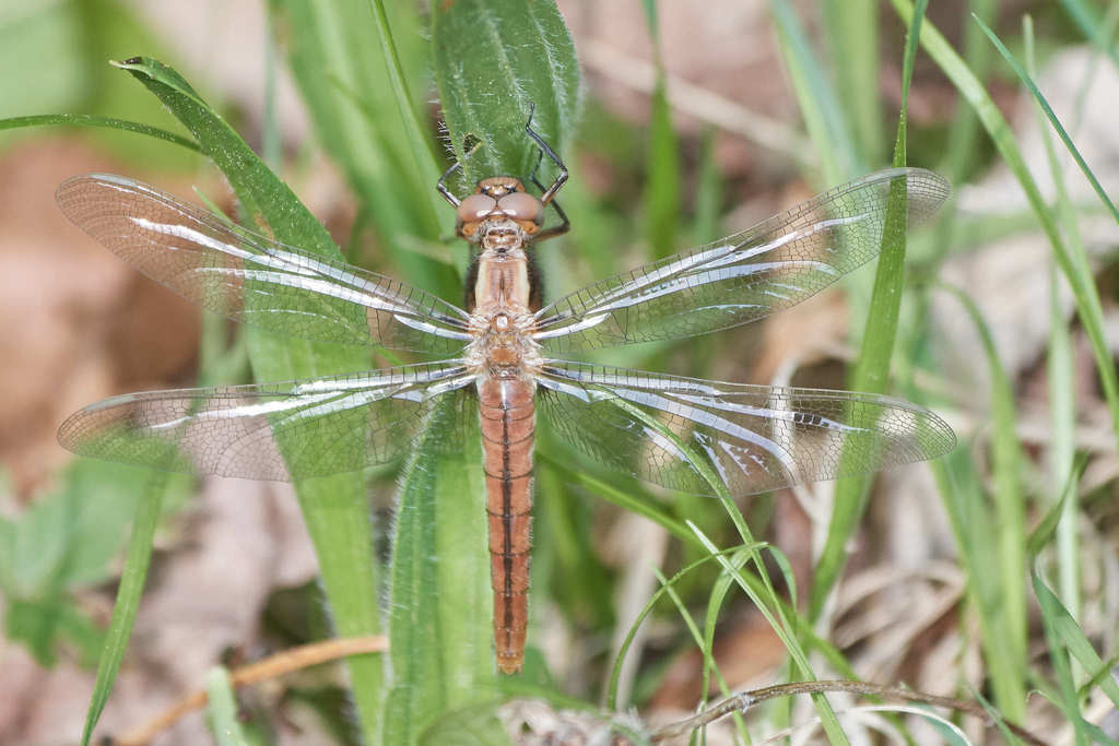 Chalk-fronted Corporal from Strafford, VT, USA on May 26, 2021 at 09:08 ...