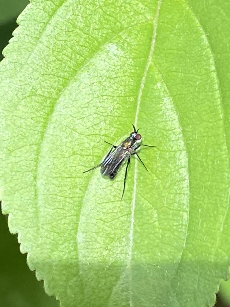Rhaphium melampus from 75th St N, Grant, MN, US on May 26, 2021 at 11: ...