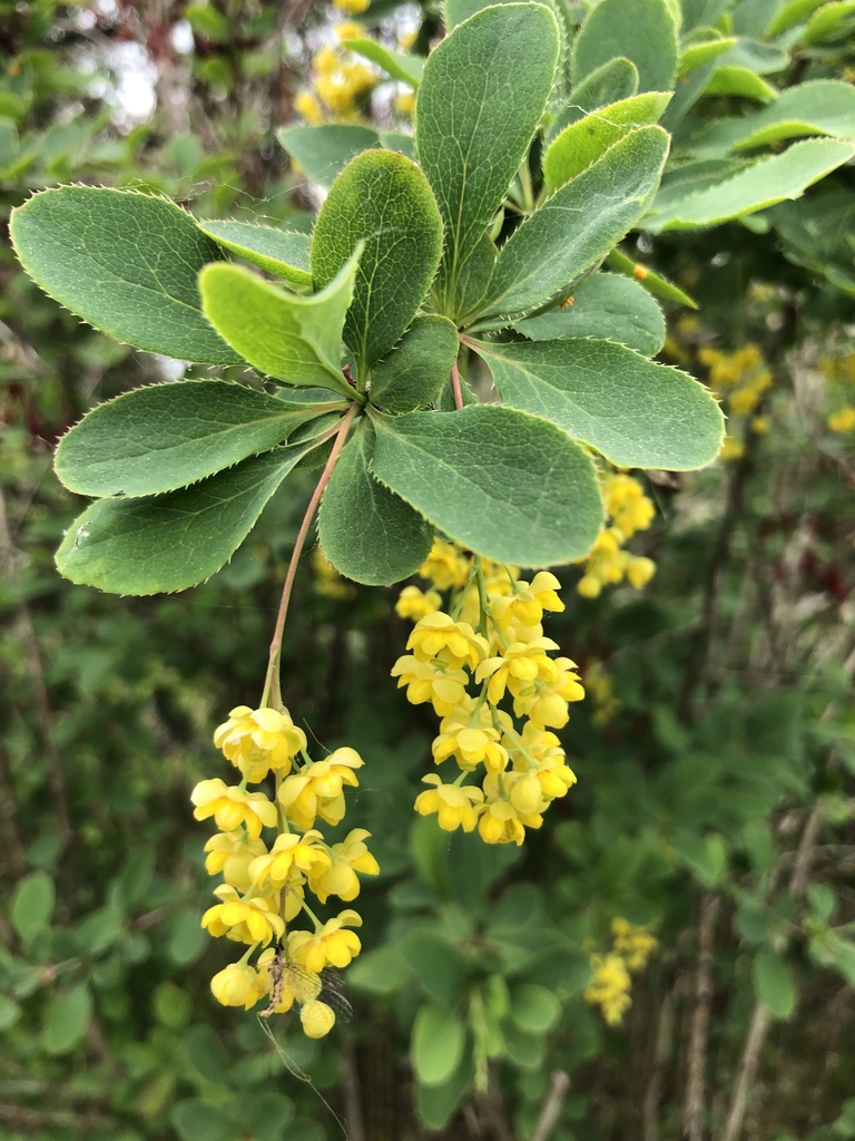 European barberry (Invasive Plants of Massachusetts) · iNaturalist