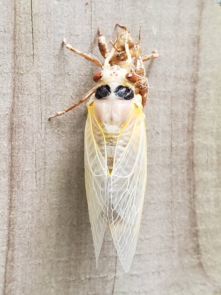 Pharaoh Cicada from Oakton, VA 22124, USA on May 26, 2021 at 08:45 AM ...