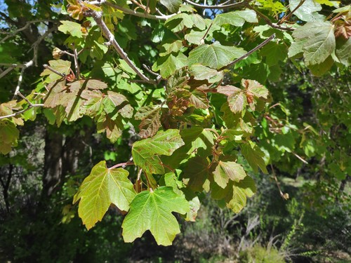 Spanish Maple (Acer granatense) · iNaturalist