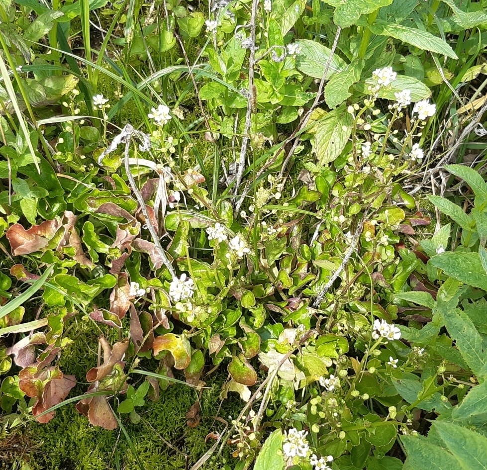 Cochlearia pyrenaica DC.