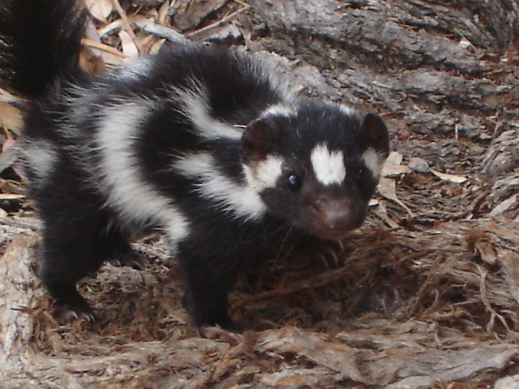 Channel Islands Spotted Skunk in May 2009 by bobstafford805 · iNaturalist
