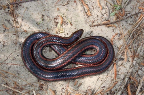 Rainbow Snake (Farancia erytrogramma erytrogramma) - Snakes and Lizards