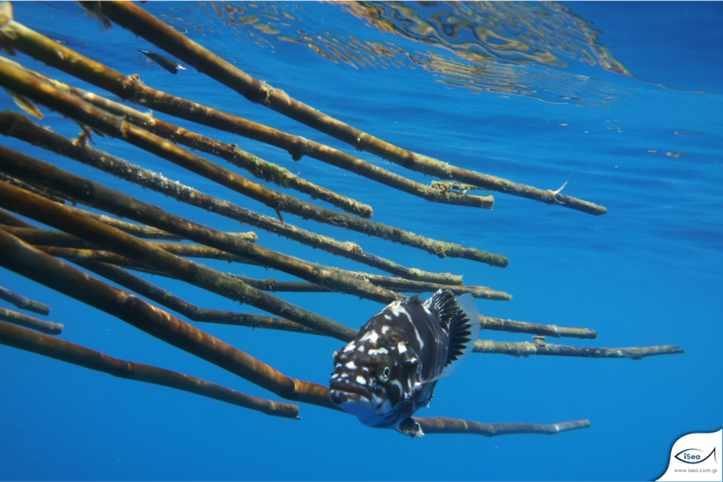 Wreckfishes (Polyprionidae) - Marine Life Identification