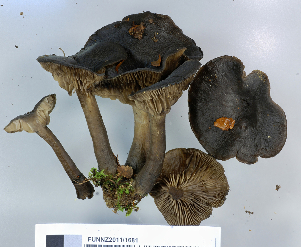 Lyophyllum moncalvoanum from Clements Mill Road, Cascades track ...