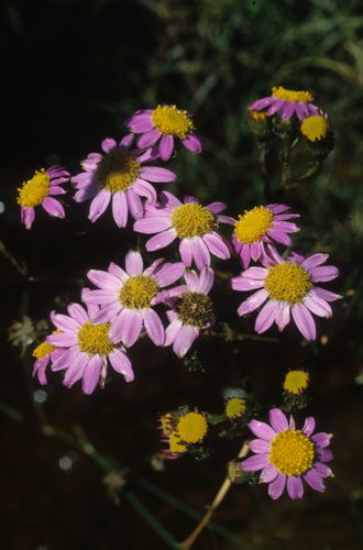 Purple Ragwort (Senecio grandiflorus) · iNaturalist