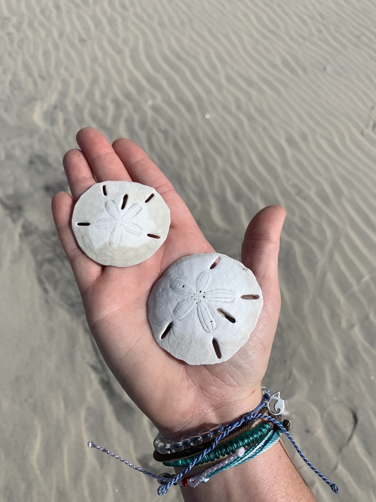 Keyhole Sand Dollars from VA, US on October 19, 2019 at 12:25 PM by bow ...