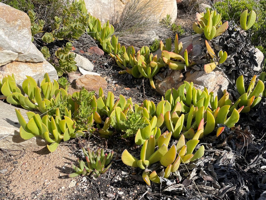 Sally-my-handsome from Helderberg Rural, Sir Lowry's Pass, 7135, South ...