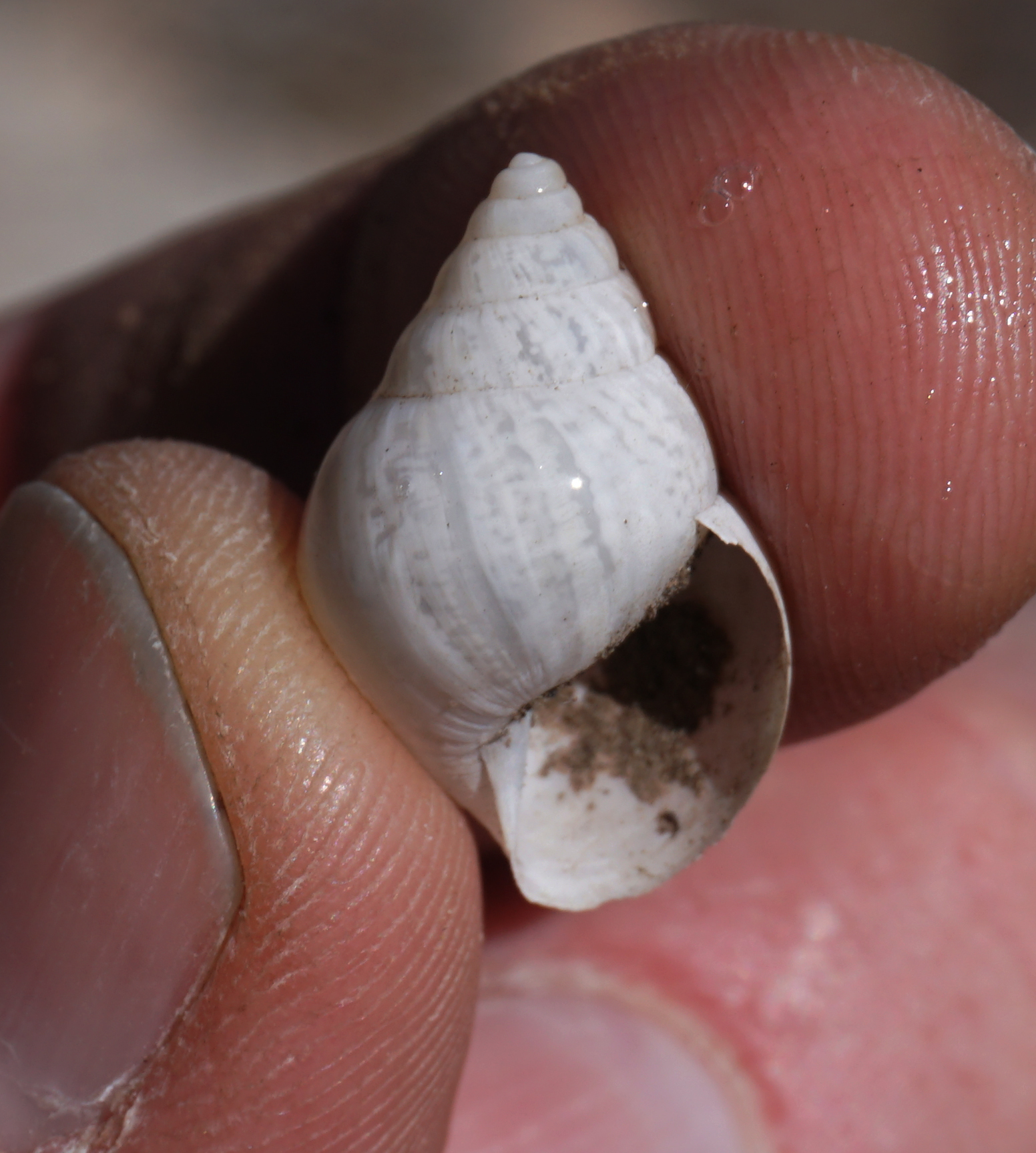 Rabdotus dealbatus dealbatus