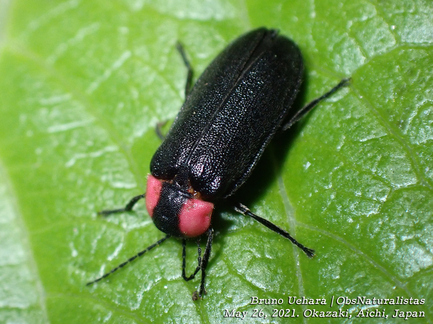 Aquatica lateralis (Motschulsky, 1860)
