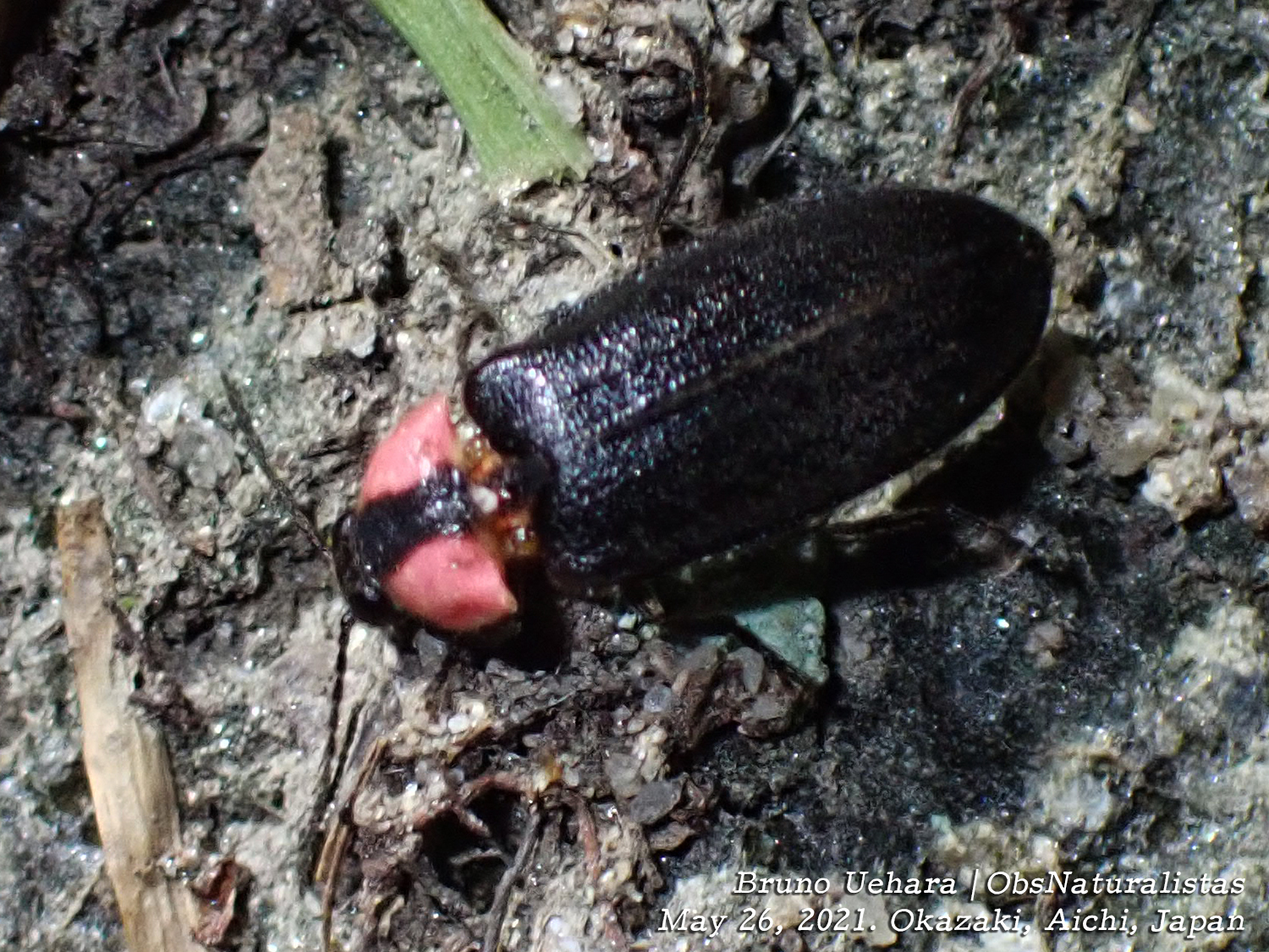 Aquatica lateralis (Motschulsky, 1860)