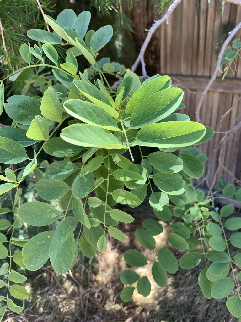 black locust from Jolon Rd, Bradley, CA, US on May 25, 2021 at 12:39 PM ...