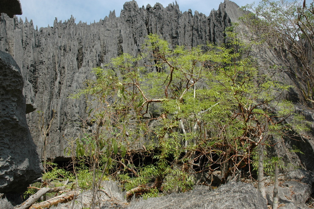 Dicots from District d'Antsalova, Madagascar on October 26, 2005 at 08: ...