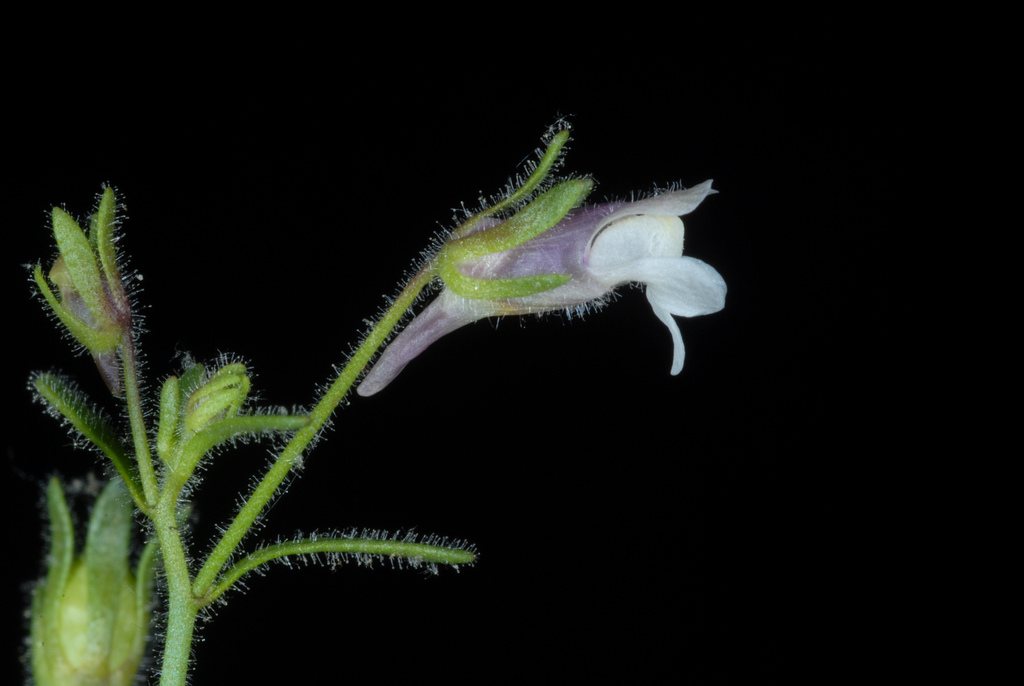 dwarf snapdragon (Plants of Saudi Arabia) · iNaturalist
