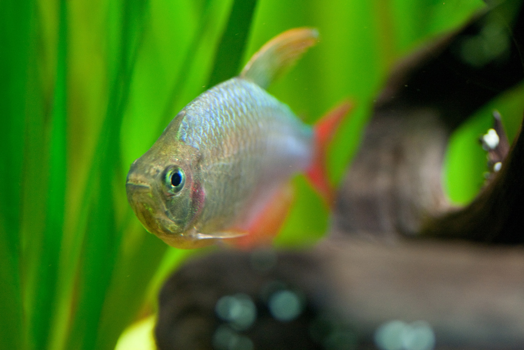 Colombian Tetra (Hyphessobrycon columbianus) - Marine Life Identification