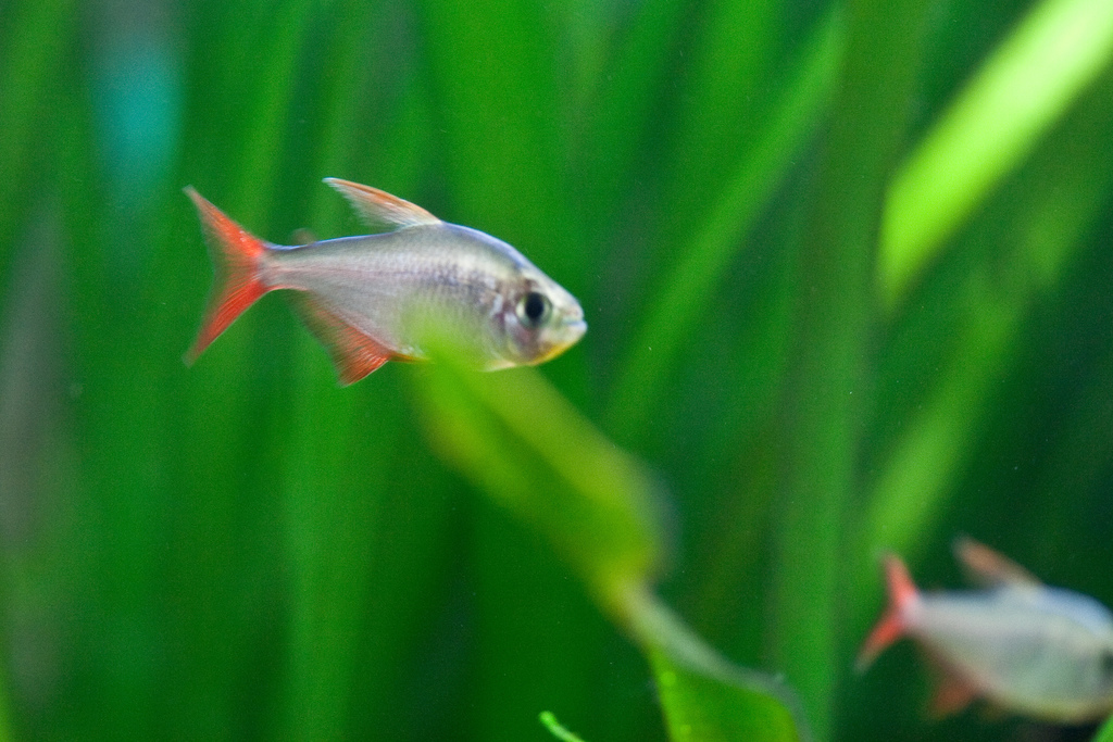 Colombian Tetra (Hyphessobrycon columbianus) - Marine Life Identification