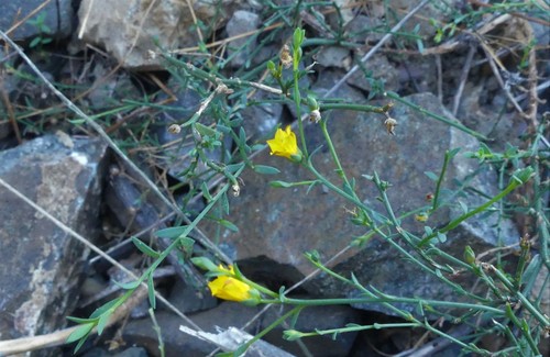 Subspecies Linum prostratum prostratum · iNaturalist