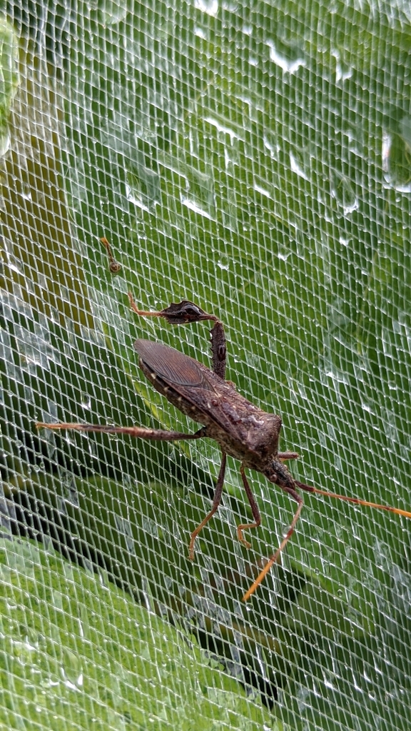 Northern Leaf-footed Bug from Kings Contrivance, Columbia, MD, USA on ...