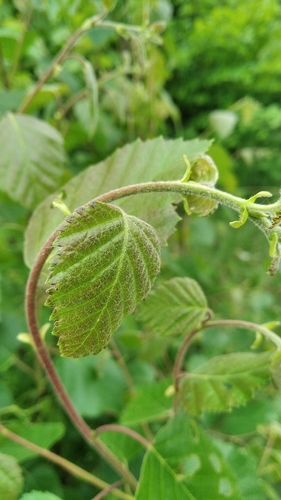 French native trees, naturalist · iNaturalist