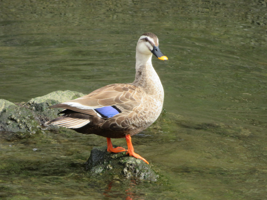 Eastern Spot-billed Duck from Horiuchi, Hayama, Miura District ...