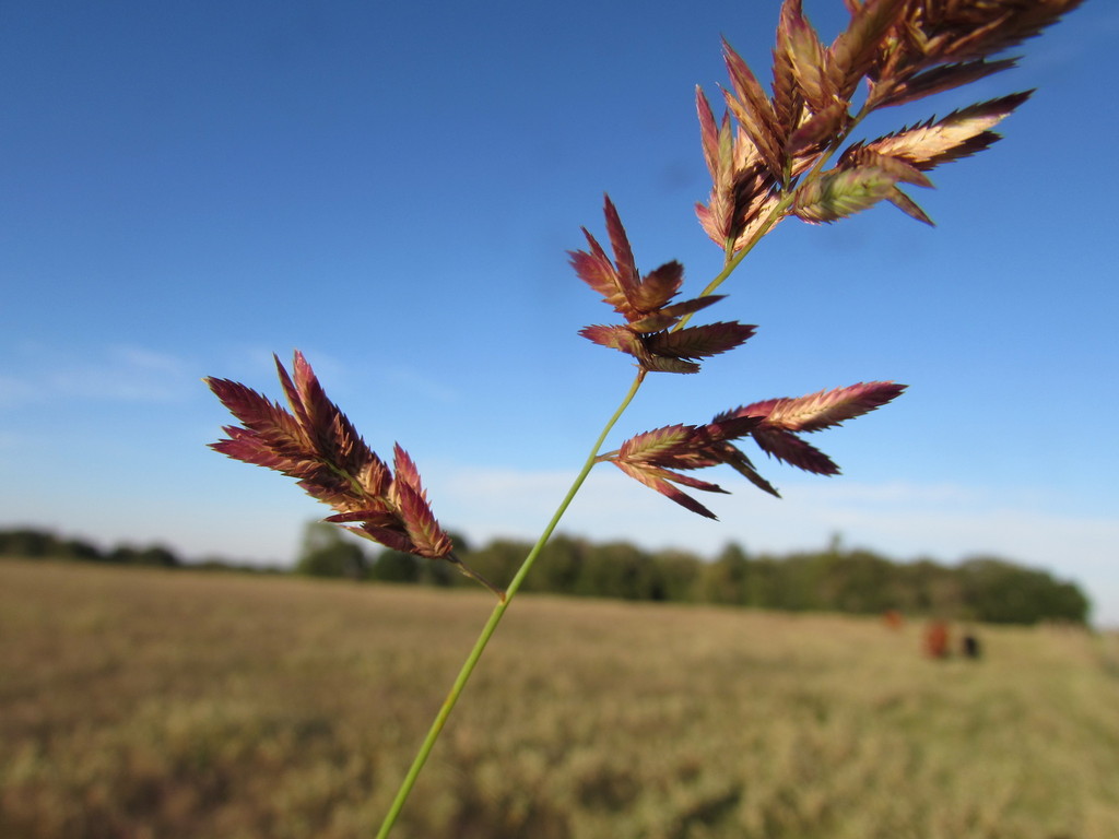 Red Lovegrass (Plants of Dallas/Fort Worth) · iNaturalist