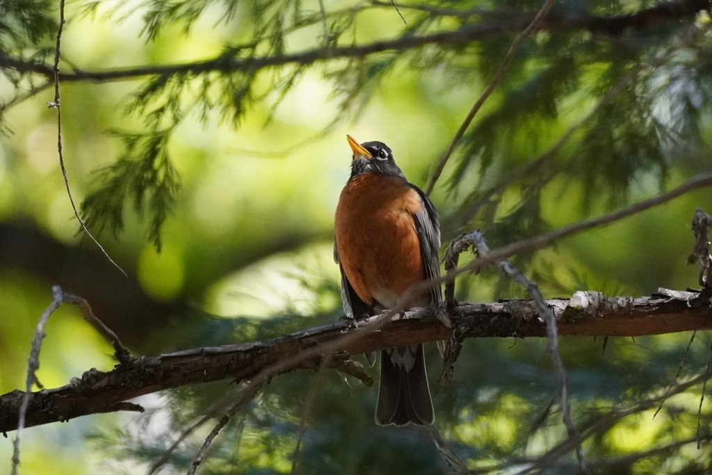 American Robin from Cathedral Beach, Yosemite NP, CA, USA on May 20 ...