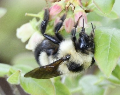 Sanderson's Bumble Bee from Tucker County, WV, USA on May 26, 2021 at ...