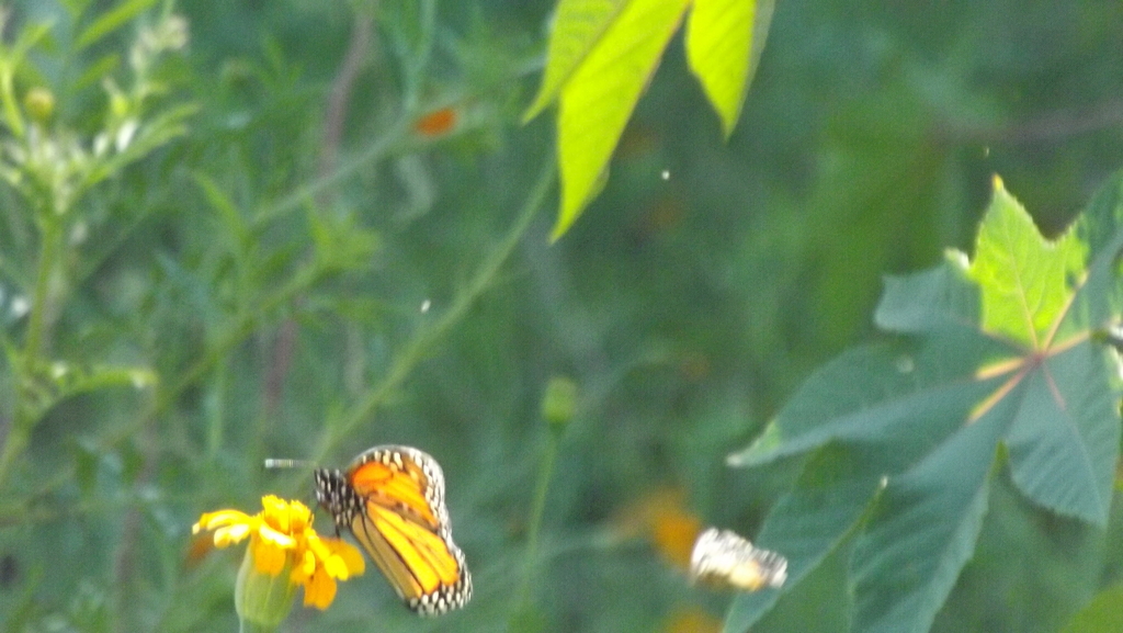 Monarch from Nuevo Laredo, MX-TM, MX on November 1, 2014 by jesuselias ...