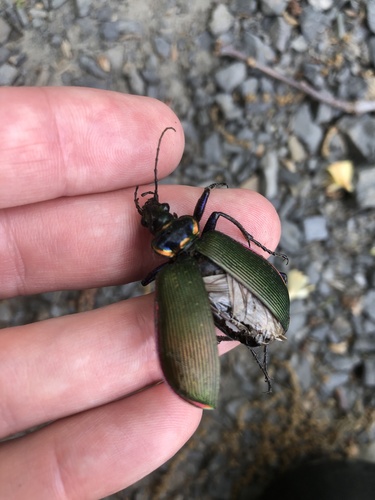 Observations by rob-timms · iNaturalist