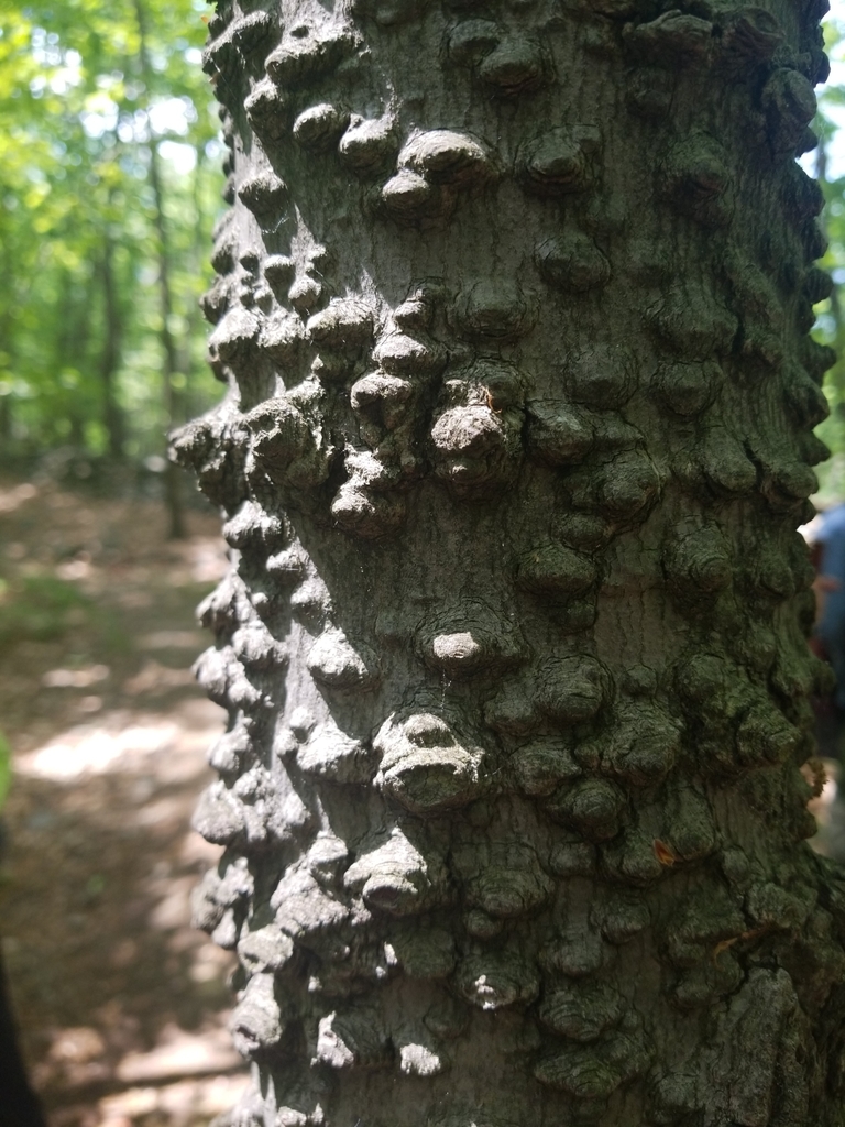 common hackberry from Cornwall, NY, USA on May 26, 2021 at 02:02 PM by ...