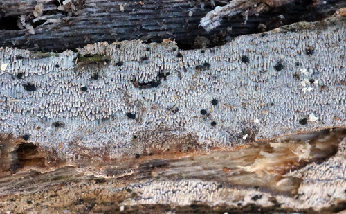 Claussenomyces hydnicola · iNaturalist