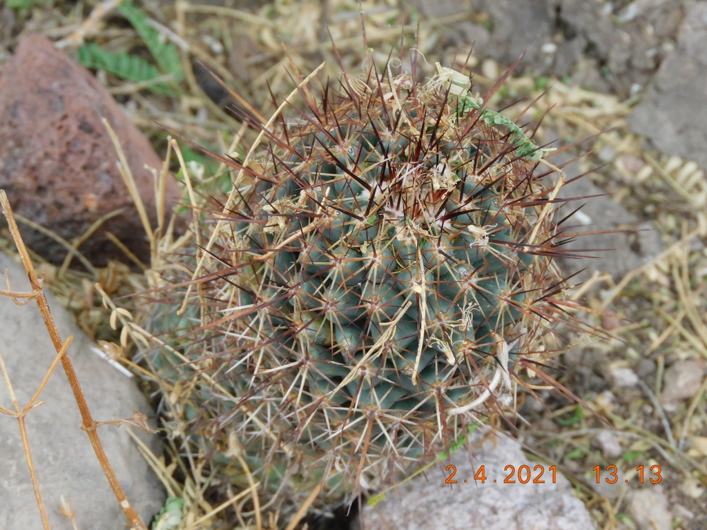 Coryphantha octacantha from Alfajayucan, Hgo., México on April 2, 2021 ...