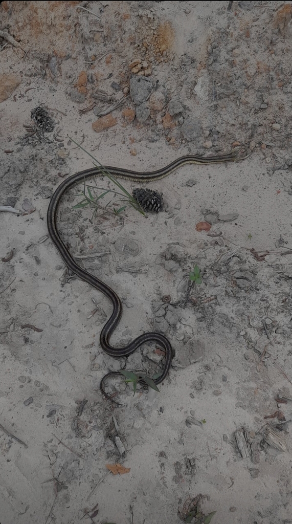 Road Guarder from Buena Vista, 94690 Córdoba, Ver., México on May 26 ...