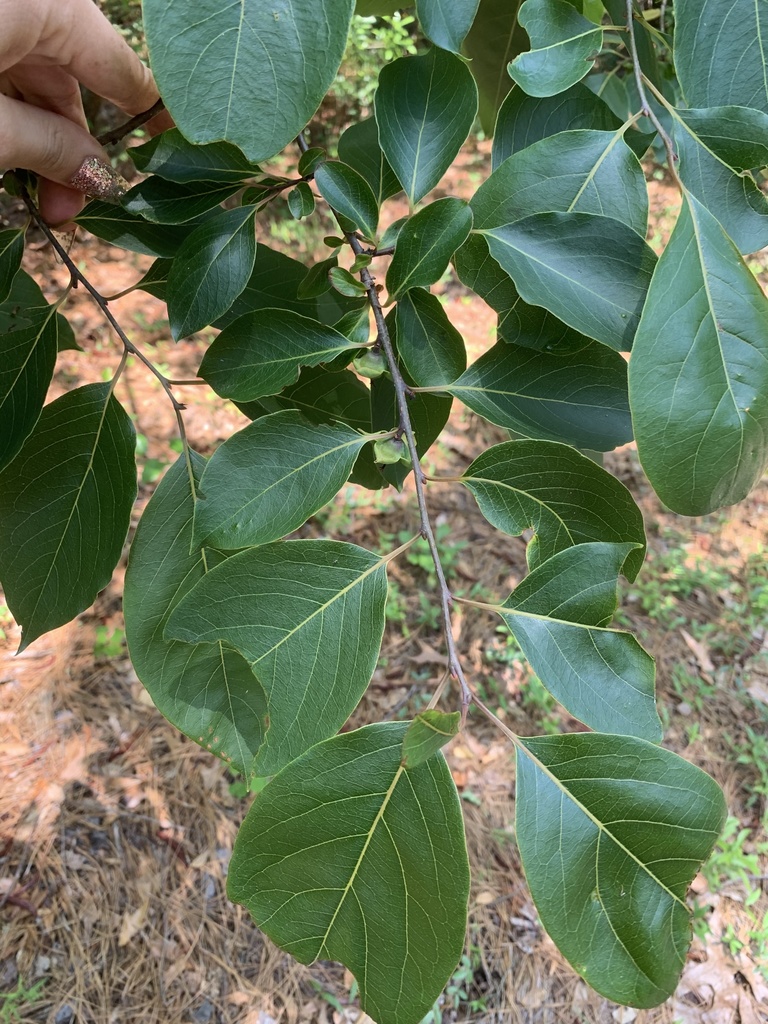 persimmon family (Ebenaceae) - Botanical Realm