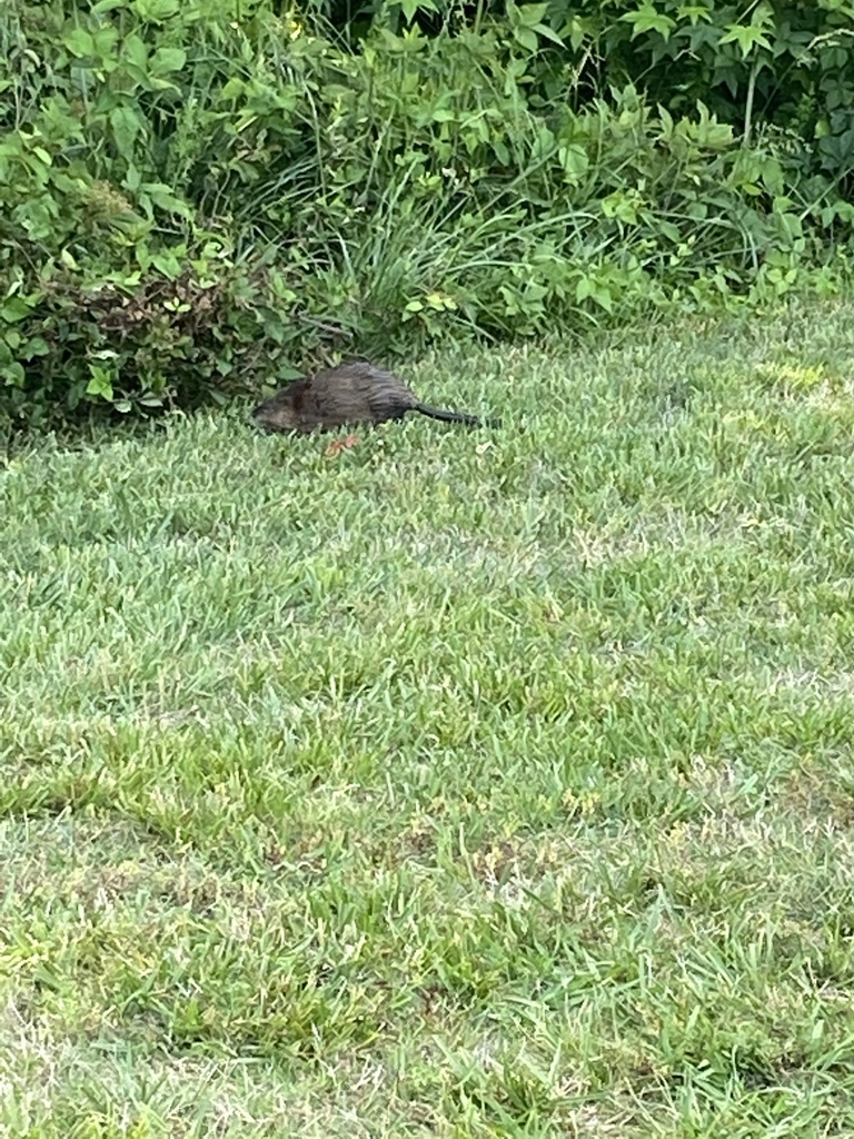 Muskrat from Orphanage Rd, Kannapolis, NC, US on May 26, 2021 at 05:42 ...