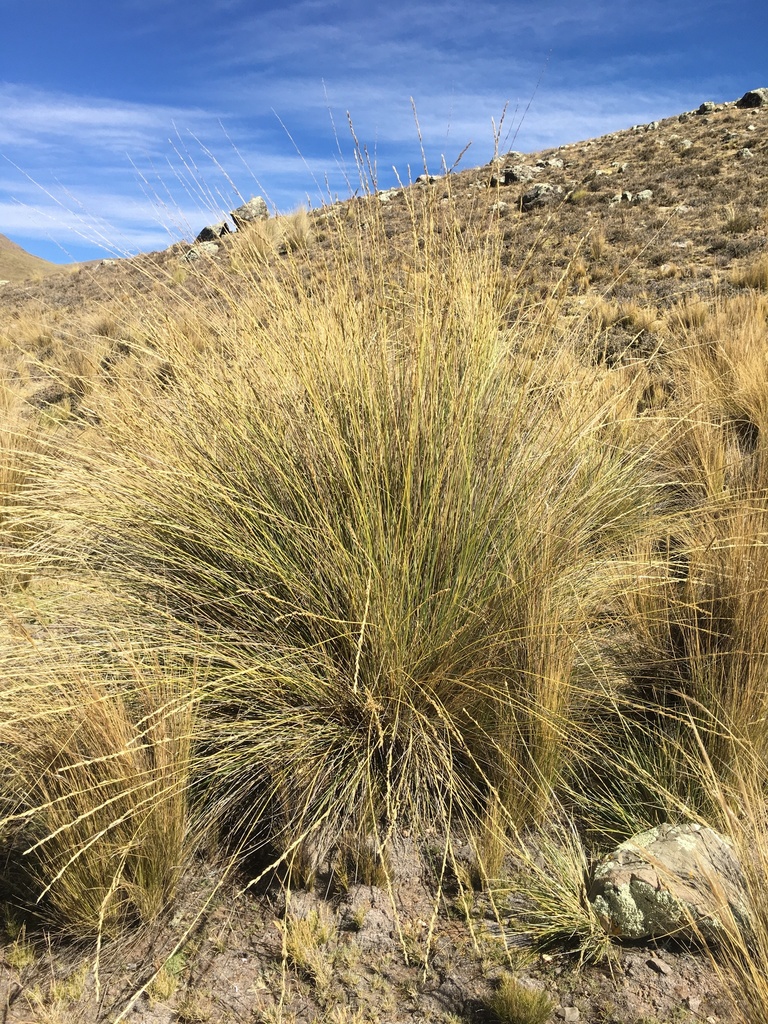 Festuca dolichophylla from Caylloma Province, Peru on May 20, 2021 at ...