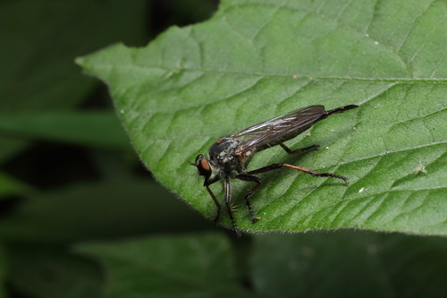 Neoitamus angusticornis · NaturaLista Colombia