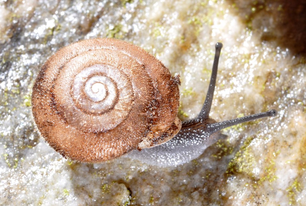 Shagreen (Snails of Ontario) · iNaturalist