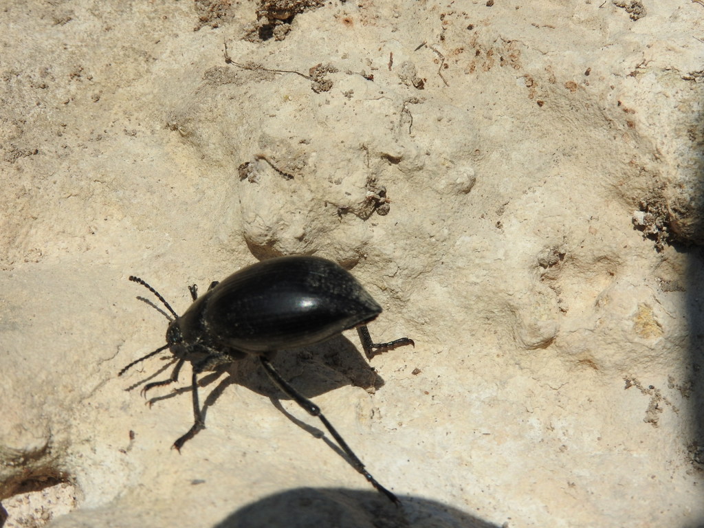Desert Stink Beetles from Camargo, Tamps., México on January 18, 2021 ...