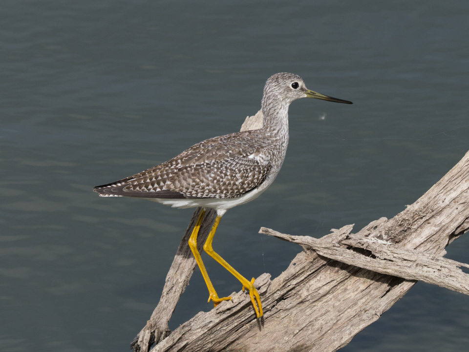 Greater Yellowlegs (Birds of Rosewood Nature Study Area) · iNaturalist