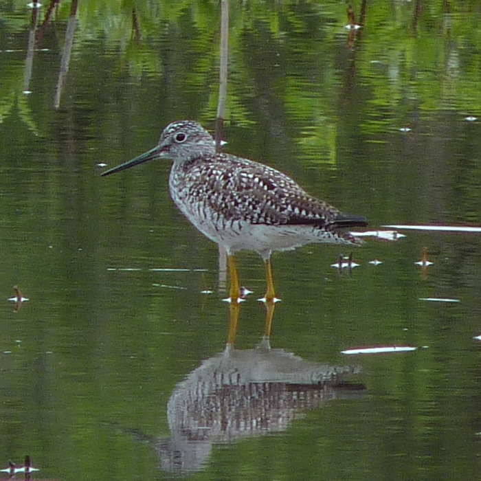 Greater Yellowlegs (Birds of Rosewood Nature Study Area) · iNaturalist