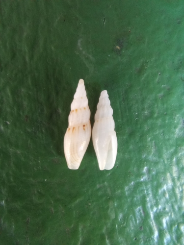 Parviterebra trilineata · iNaturalist